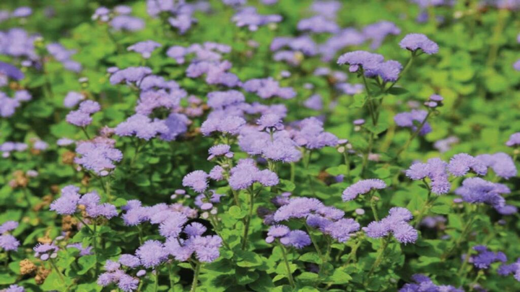 Ageratum Planting, Growing, and Caring for the Floss Flower - Organic ...