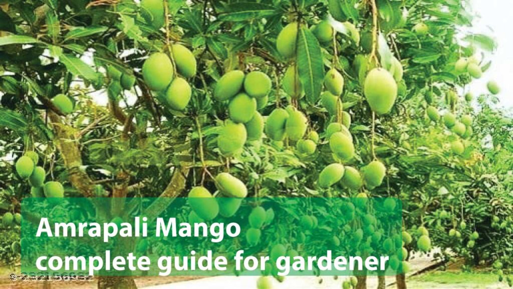 Amrapali Mango: A Complete Guide for Gardeners - Organic gardener tips