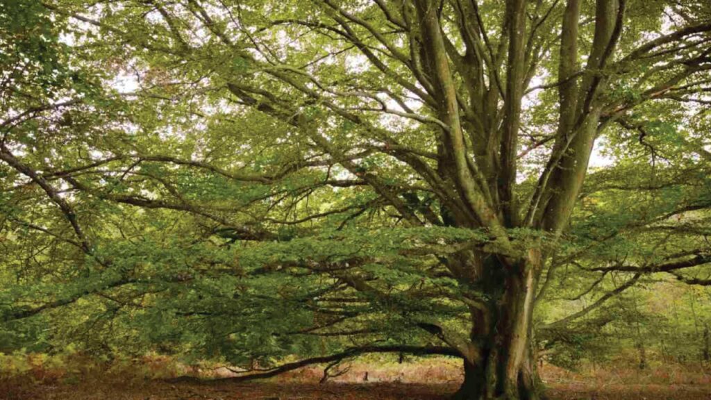 Beech Trees: A Comprehensive Guide to Planting, Growing, and Caring ...