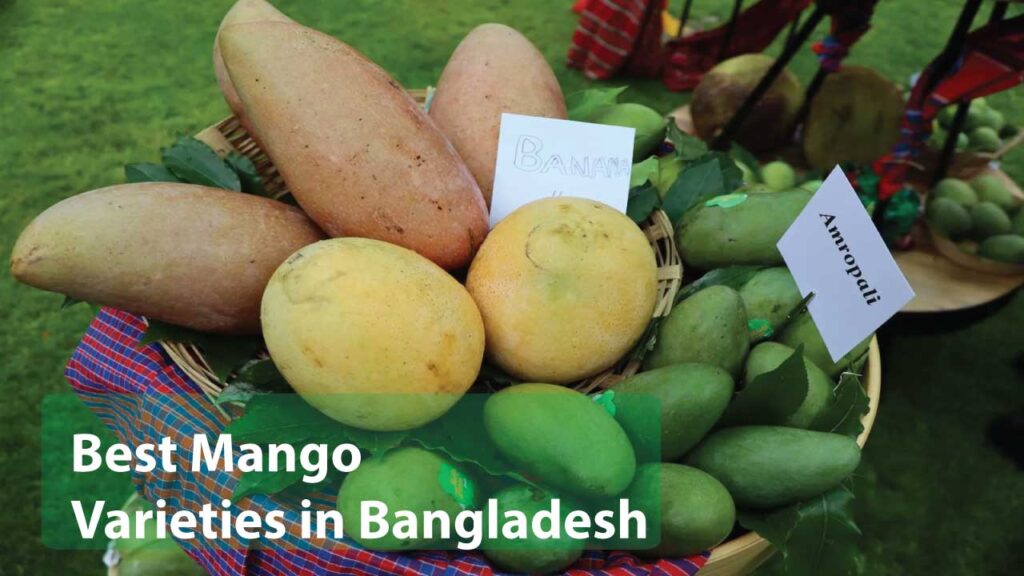 Best Mango Varieties in Bangladesh - Organic gardener tips
