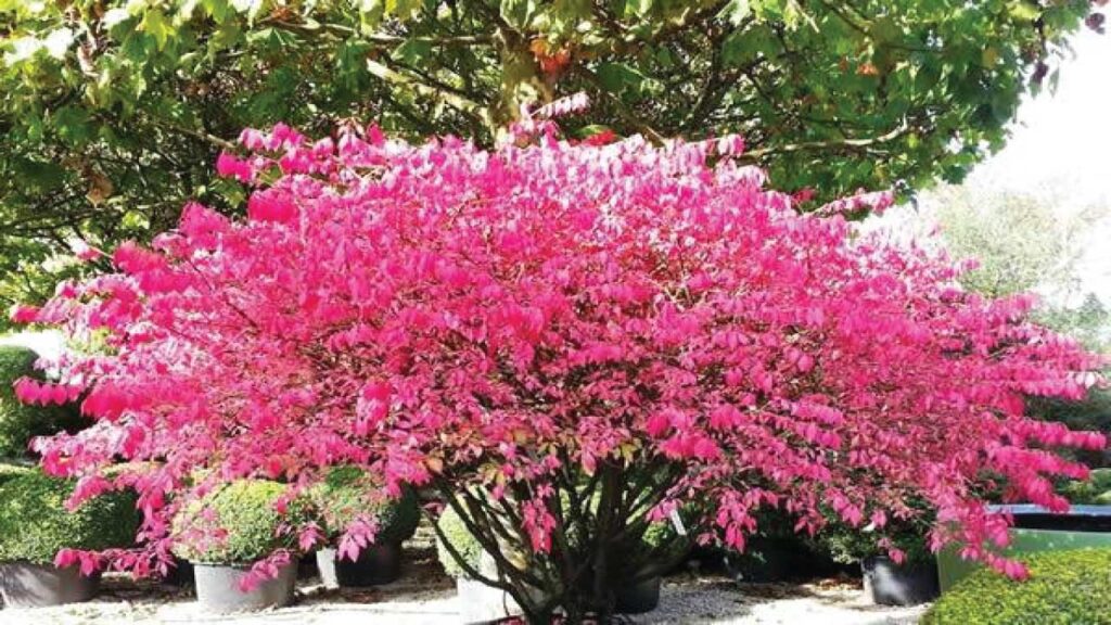 Spindle Tree A Complete Guide to Growing and Caring - Organic gardener tips