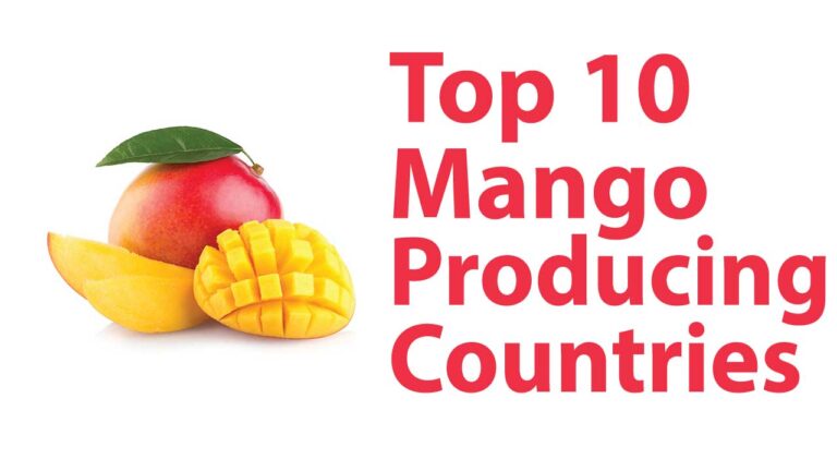 Top 10 Mango Producing Countries - Organic gardener tips