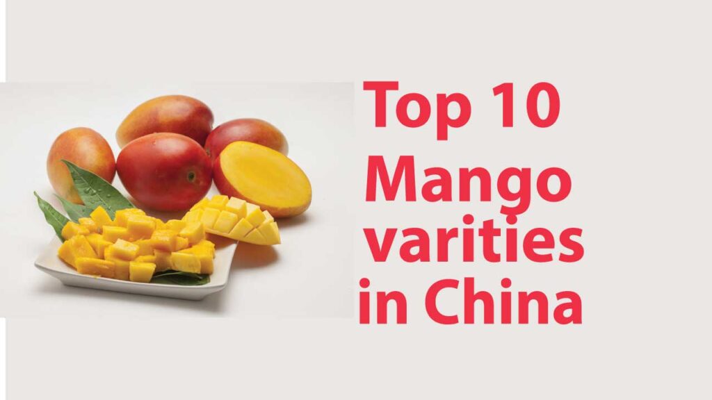 Top 10 Mango Varieties in China - Organic gardener tips