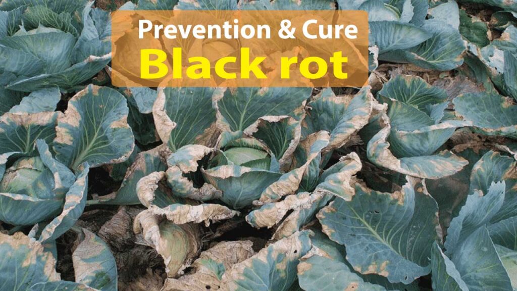 Black Rot - Causes, Prevention, and Control - Organic gardener tips