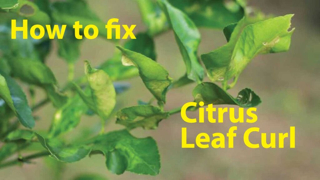 Citrus leaves curling cause and how to fix it - Organic gardener tips