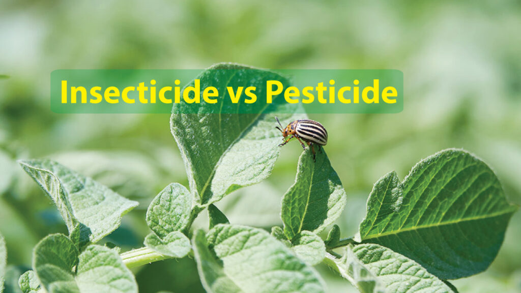 Insecticide vs Pesticide - Difference between insecticide and pesticide