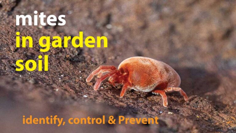 Mites in garden Identification, Control, and Prevention - Organic ...