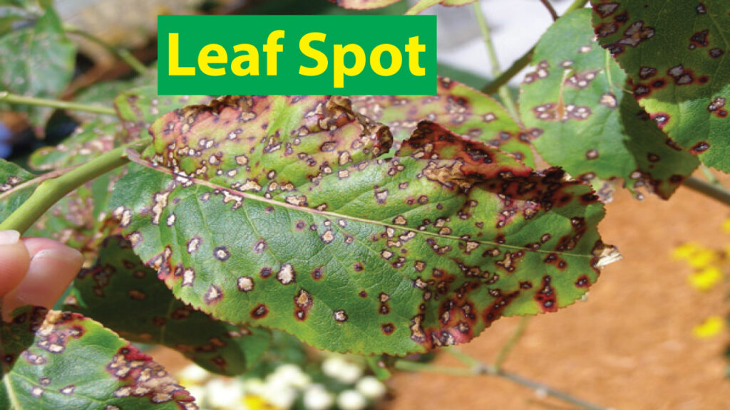 Leaf Spot: Causes, Symptoms, and Treatments for Different Plants ...